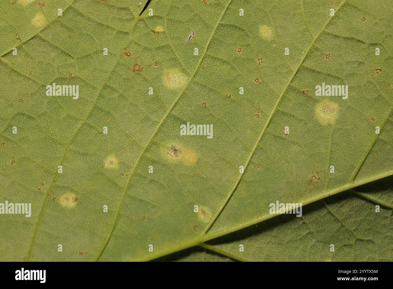 Sycamore Felt Gall Mite (Aceria pseudoplatani Stock Photo - Alamy