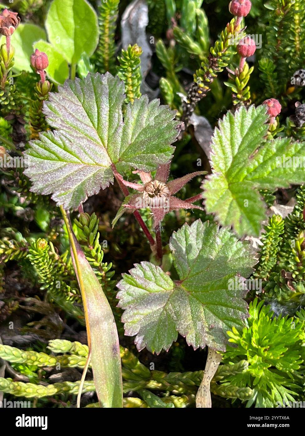 Arctic raspberry (Rubus arcticus Stock Photo - Alamy
