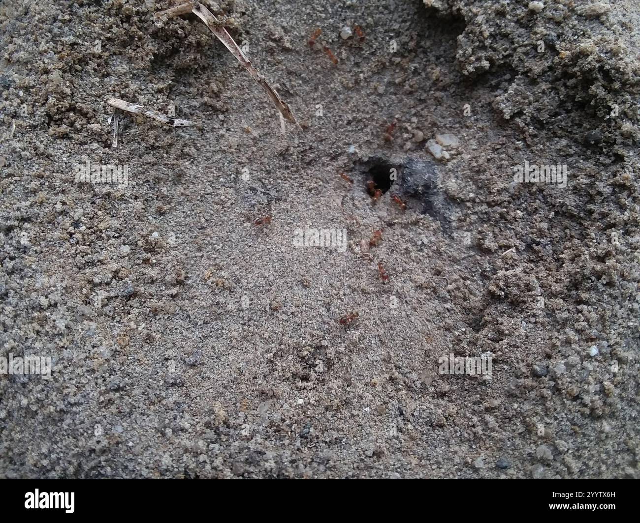 Buren's Pyramid Ant (Dorymyrmex bureni Stock Photo - Alamy