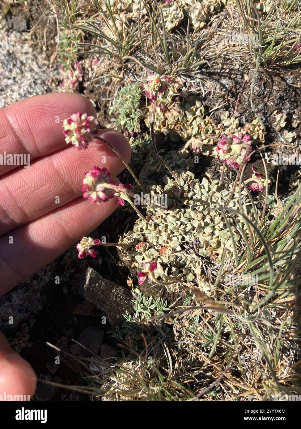 Sierran cushion wild buckwheat (Eriogonum ovalifolium nivale Stock ...
