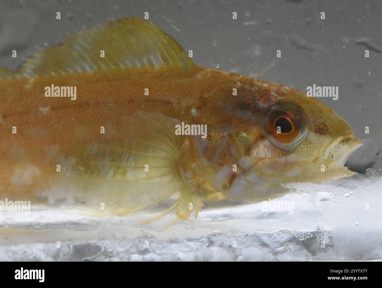 Kelp greenling hi-res stock photography and images - Alamy