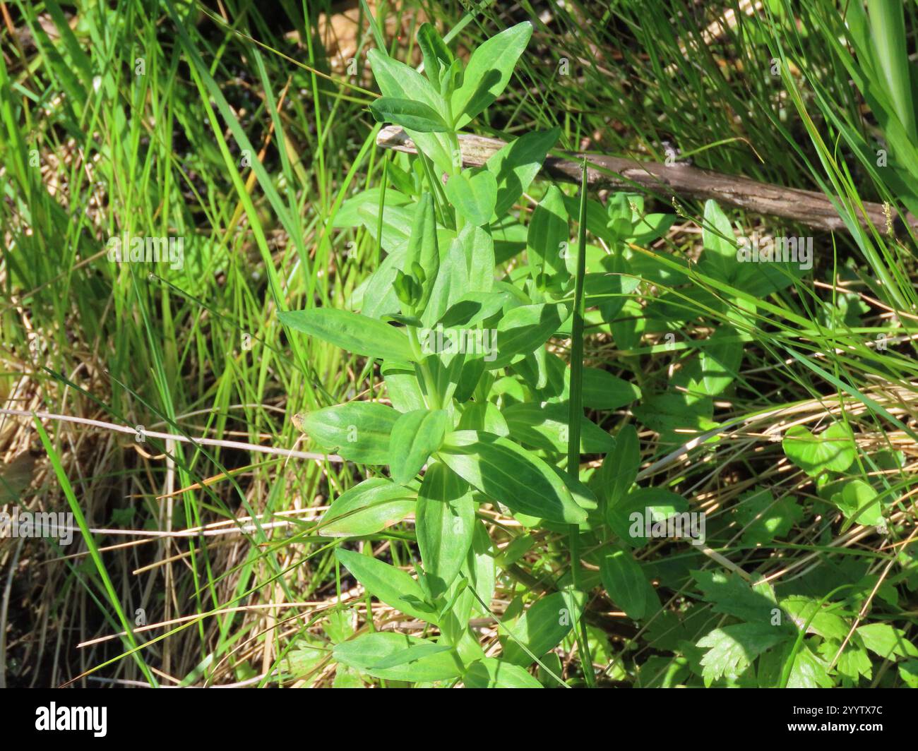 gentians, dogbanes, madders, and allies (Gentianales Stock Photo - Alamy