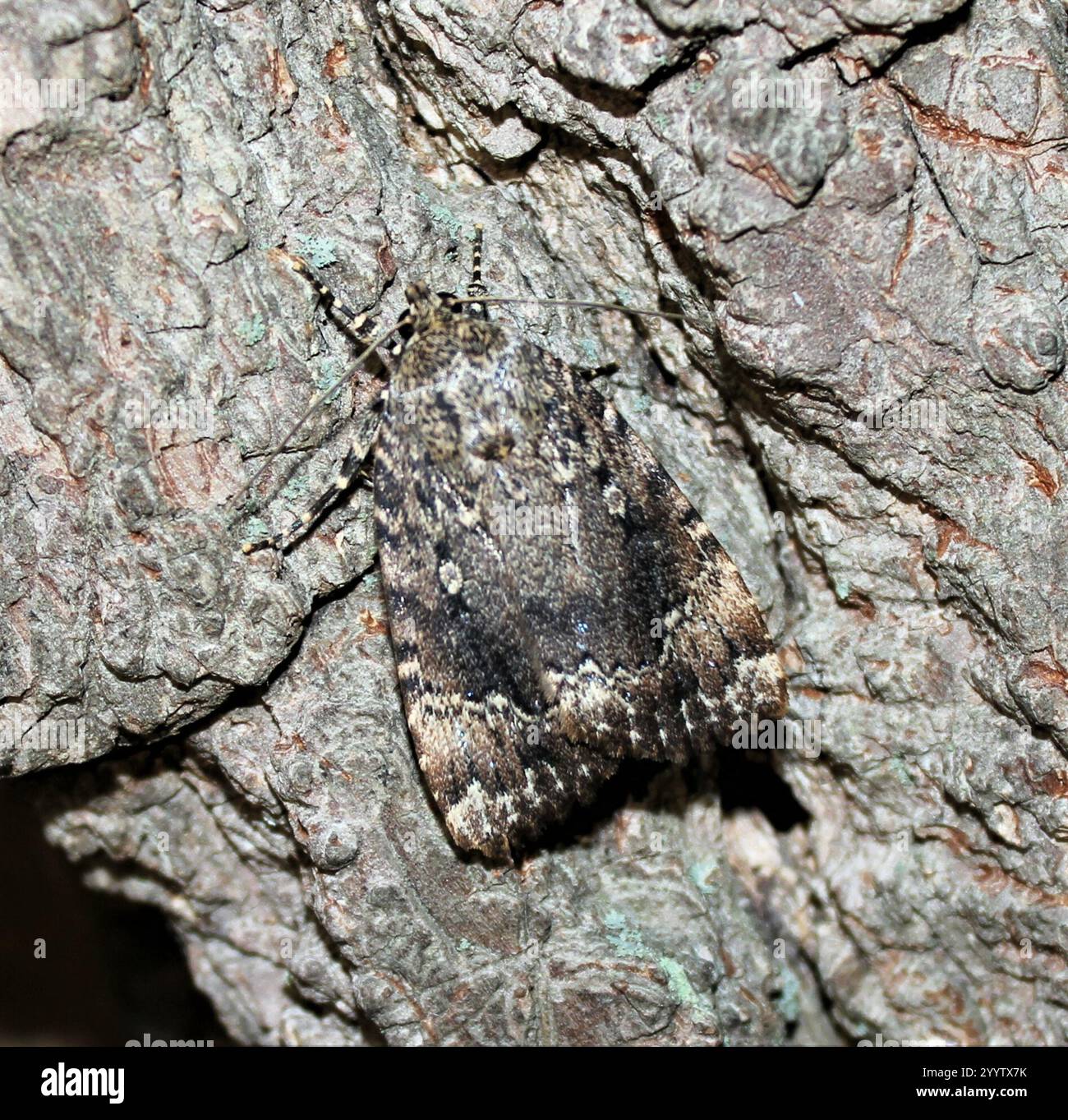 American Copper Underwing (Amphipyra pyramidoides Stock Photo - Alamy