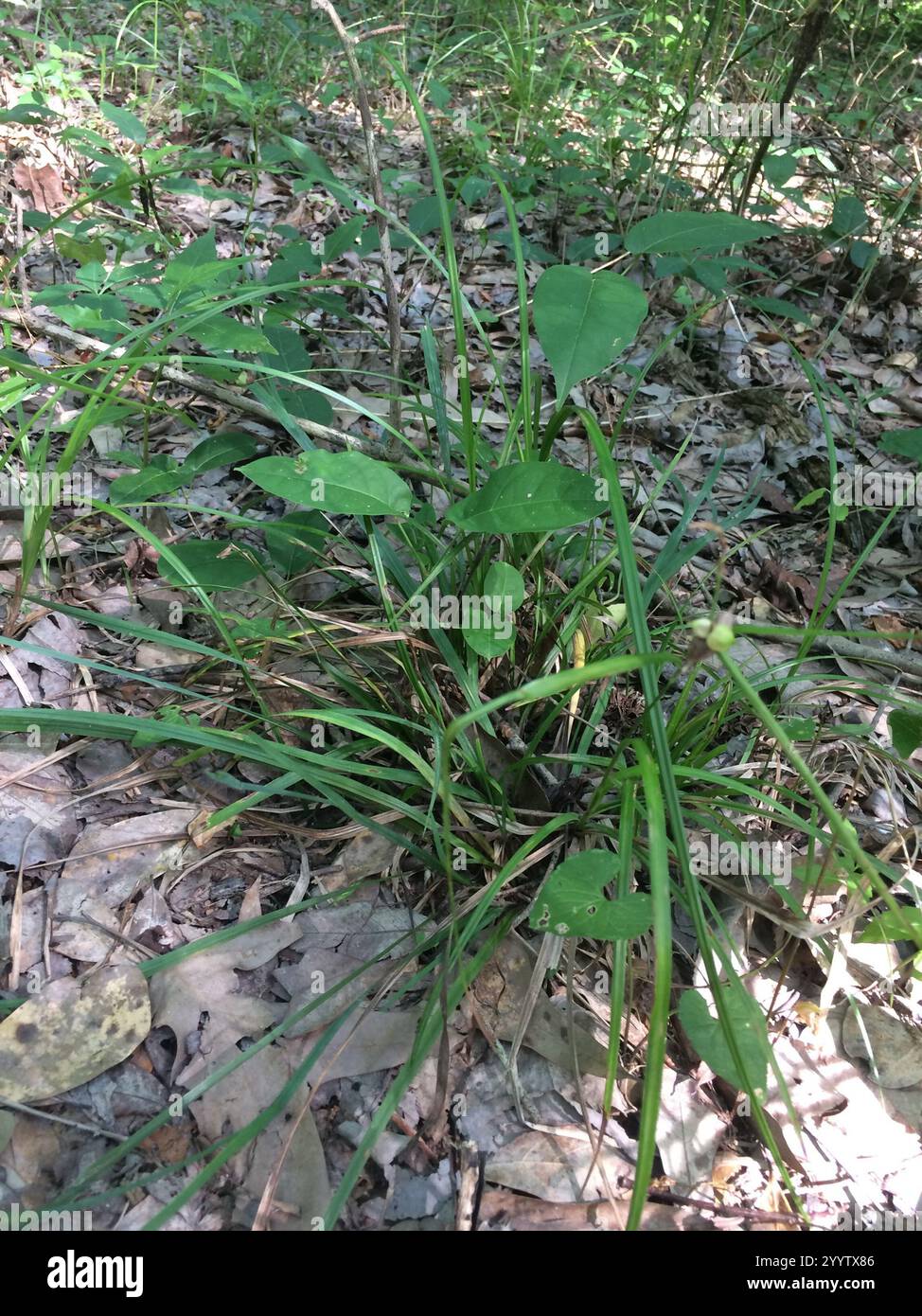bladder sedge (Carex intumescens Stock Photo - Alamy