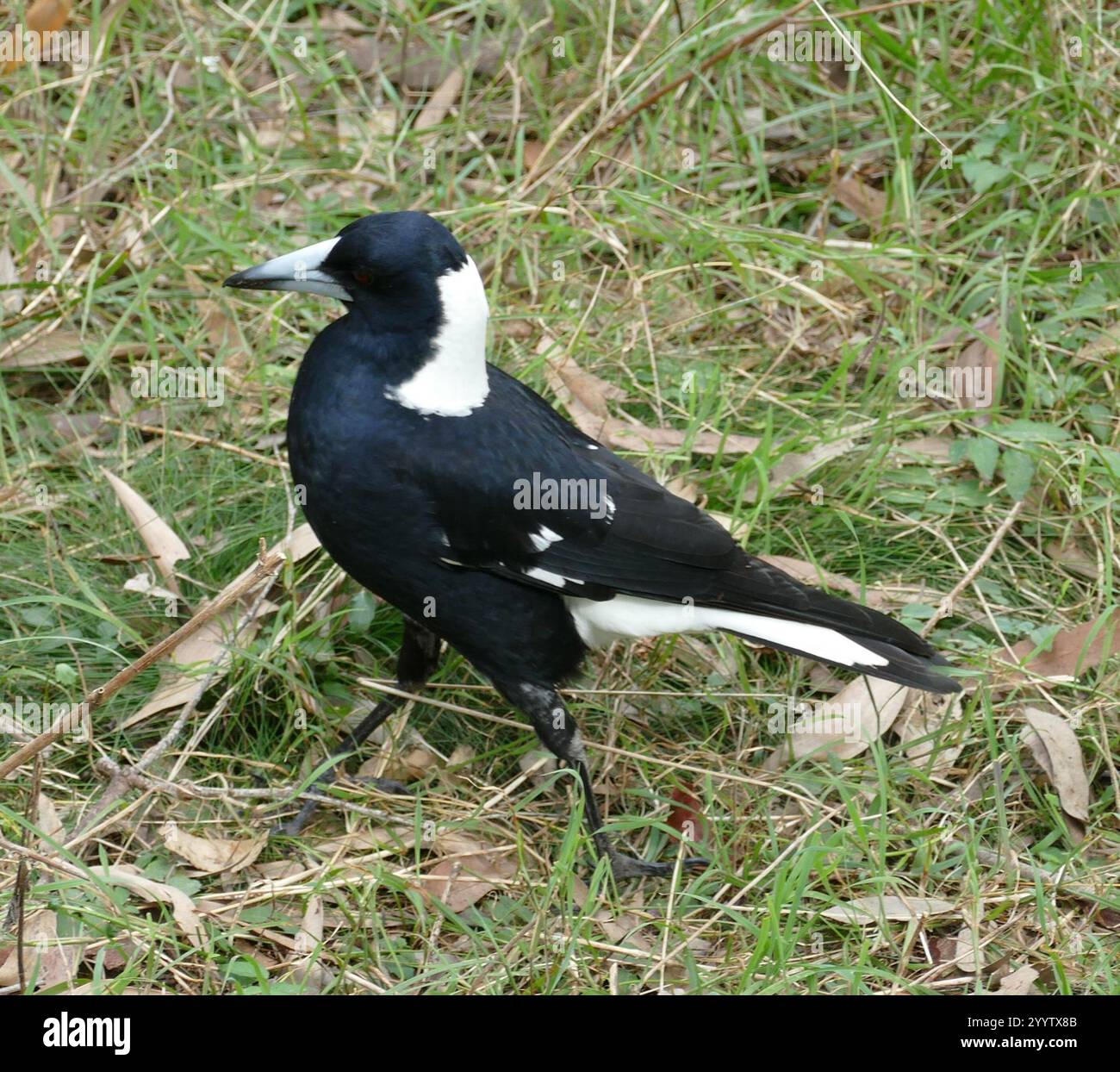 Australian Magpie (Gymnorhina tibicen Stock Photo - Alamy