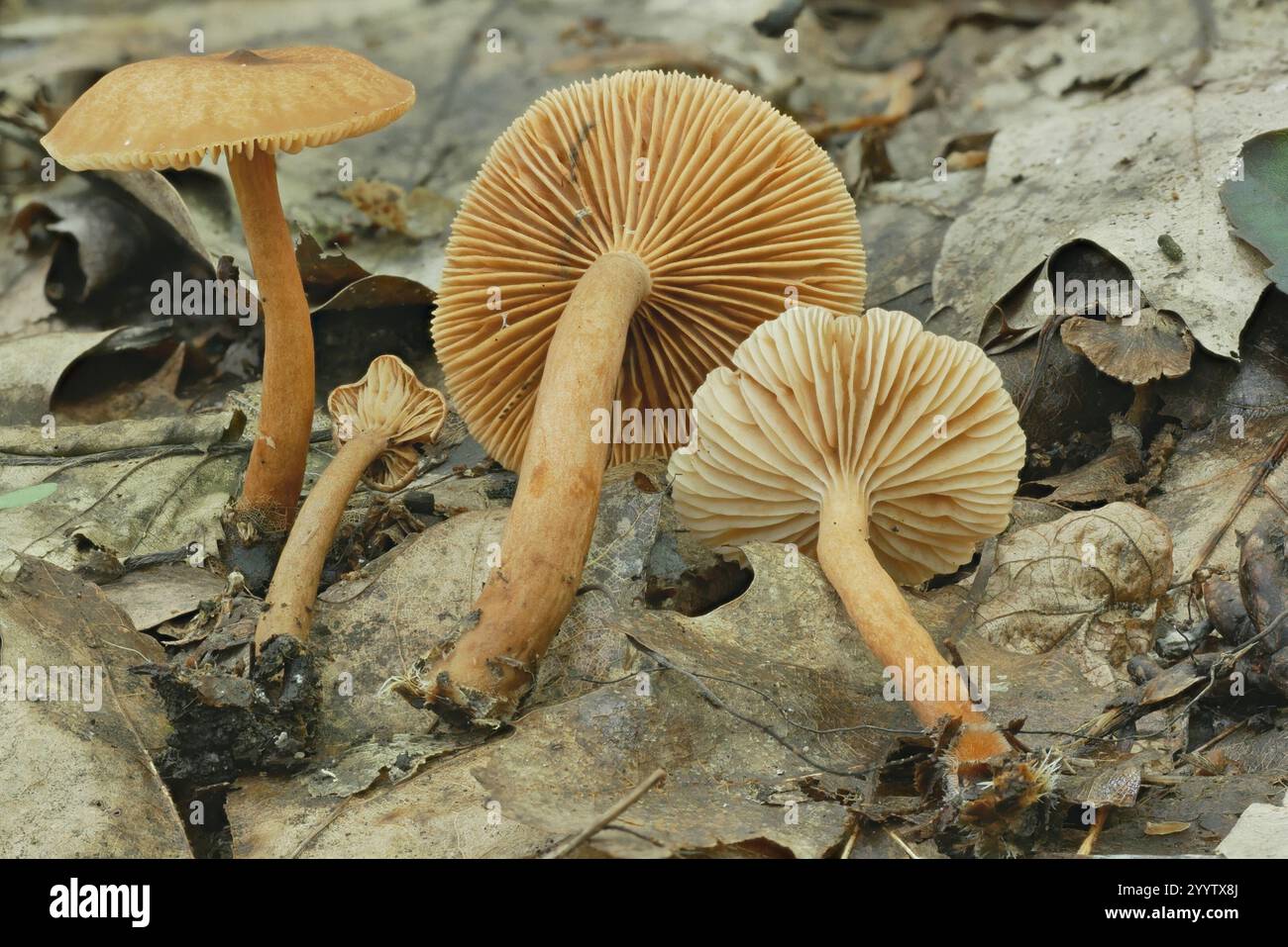 Curry Milkcap (Lactarius camphoratus Stock Photo - Alamy