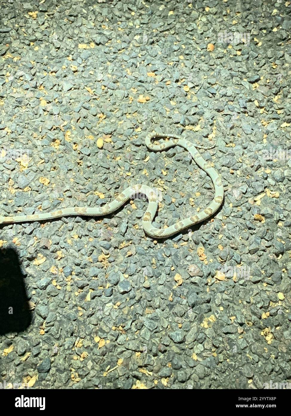 Sonoran Lyre Snake (Trimorphodon lambda Stock Photo - Alamy