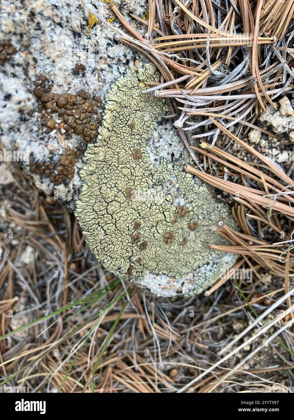 rim lichens, disc lichens, and allies (Lecanoraceae Stock Photo - Alamy