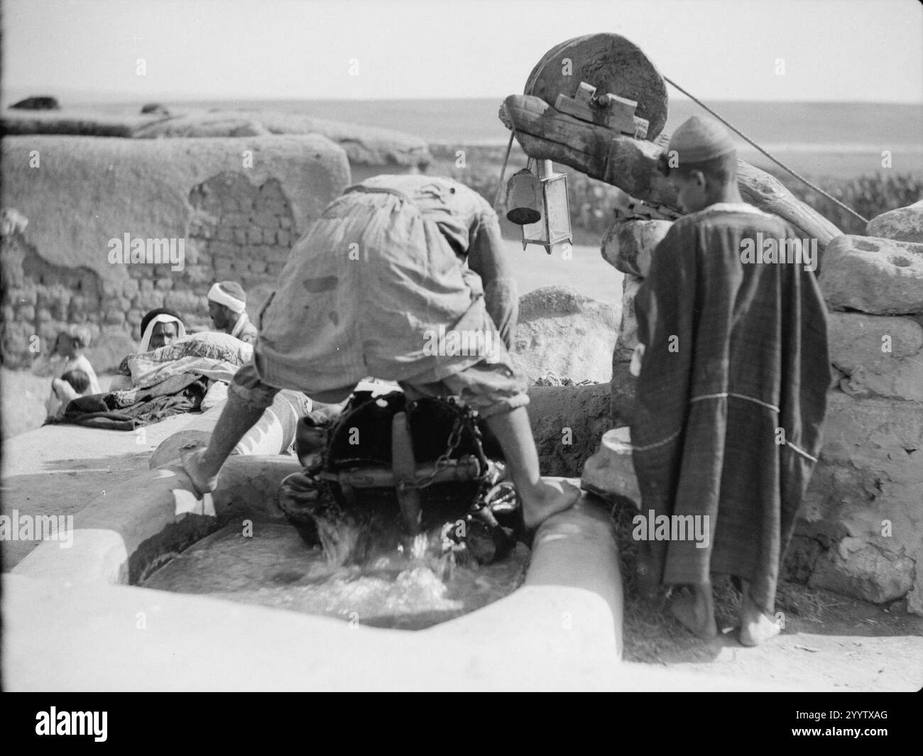 Drawing water by camel and cow power. Skin bucket emptied in water ...