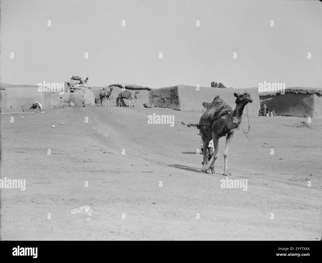 Drawing water by camel and cow power. Camel drawing water from deep ...