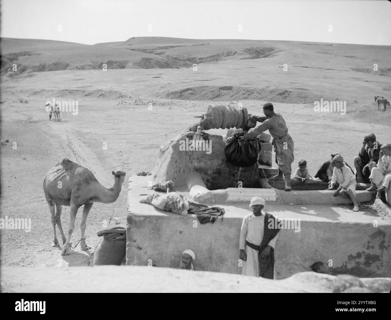 Drawing water by camel and cow power. Large goatskin bucket drawn up ...