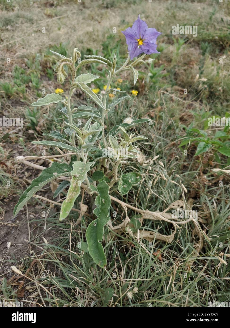 silverleaf nightshade (Solanum elaeagnifolium Stock Photo - Alamy