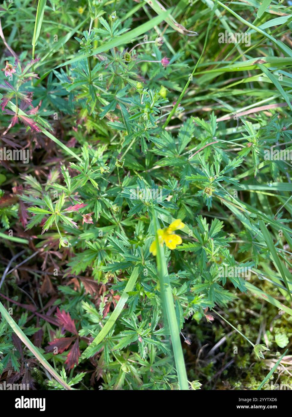 Tormentil (Potentilla erecta Stock Photo - Alamy