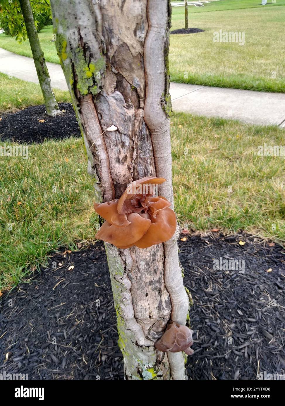Jelly Tree Ear (Auricularia americana Stock Photo - Alamy