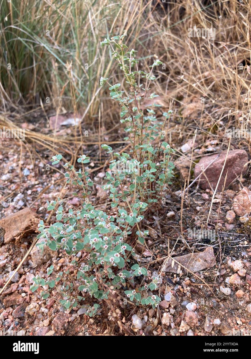 red-gland spurge (Euphorbia melanadenia Stock Photo - Alamy