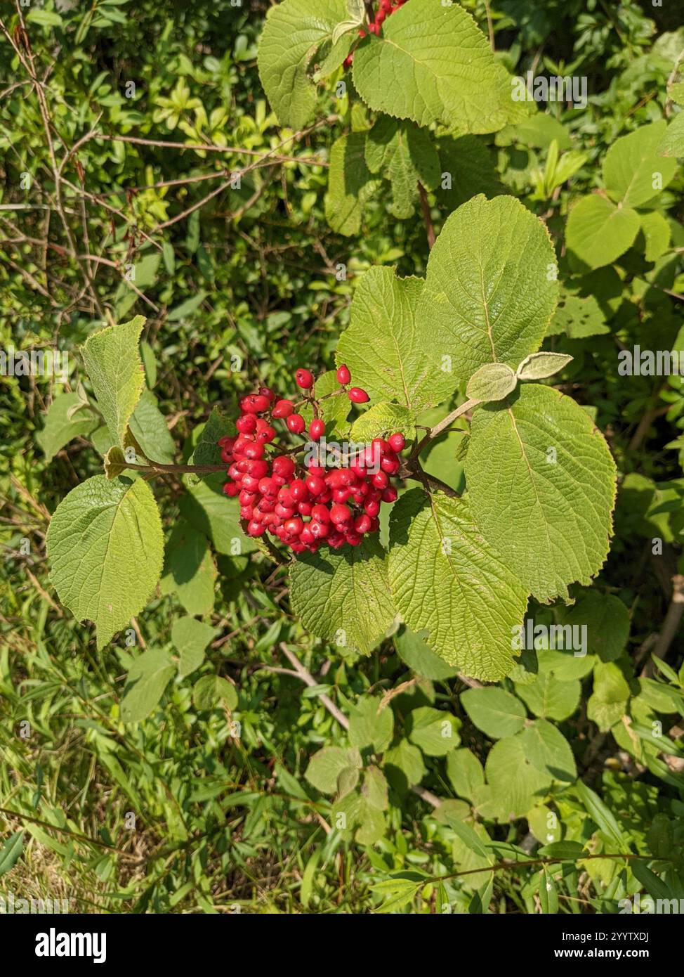 Wayfaring-tree (Viburnum lantana Stock Photo - Alamy