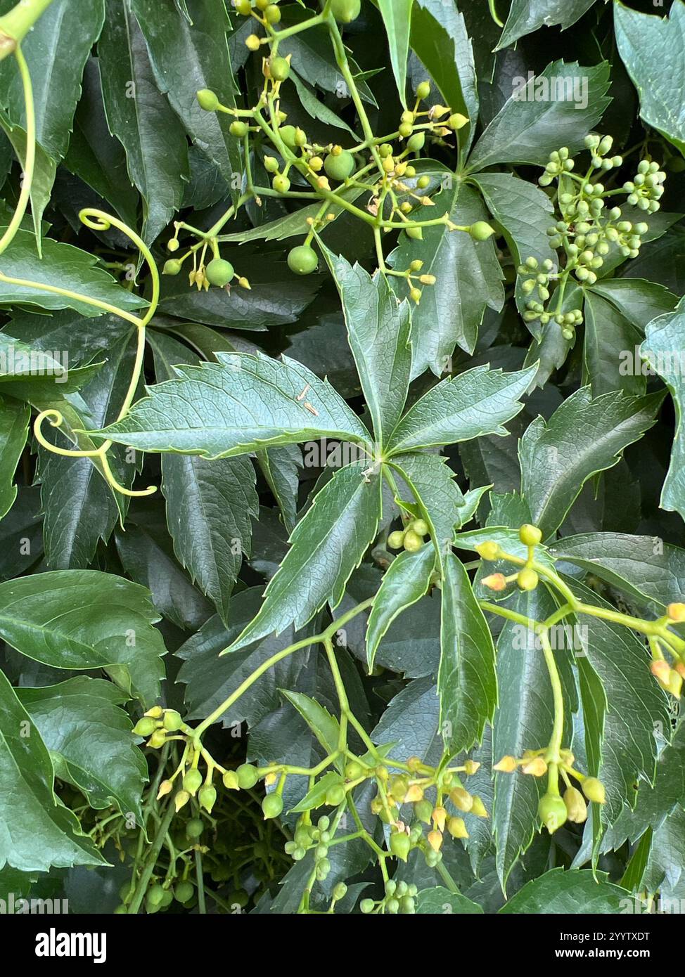 thicket creeper (Parthenocissus inserta Stock Photo - Alamy