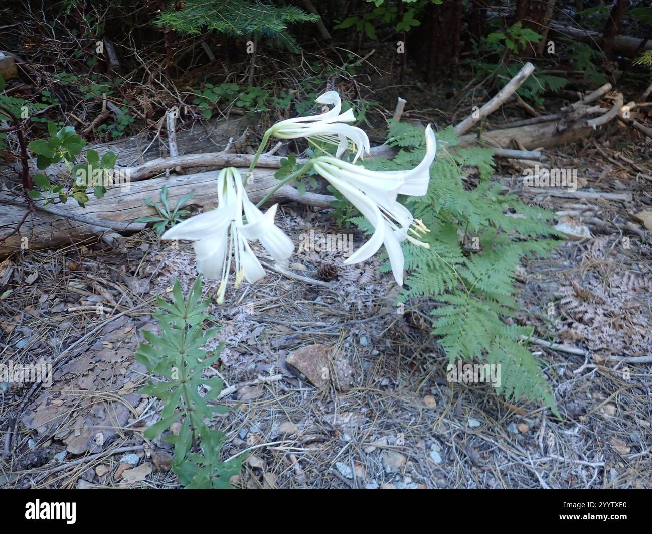 Typical Washington Lily (Lilium washingtonianum washingtonianum Stock ...