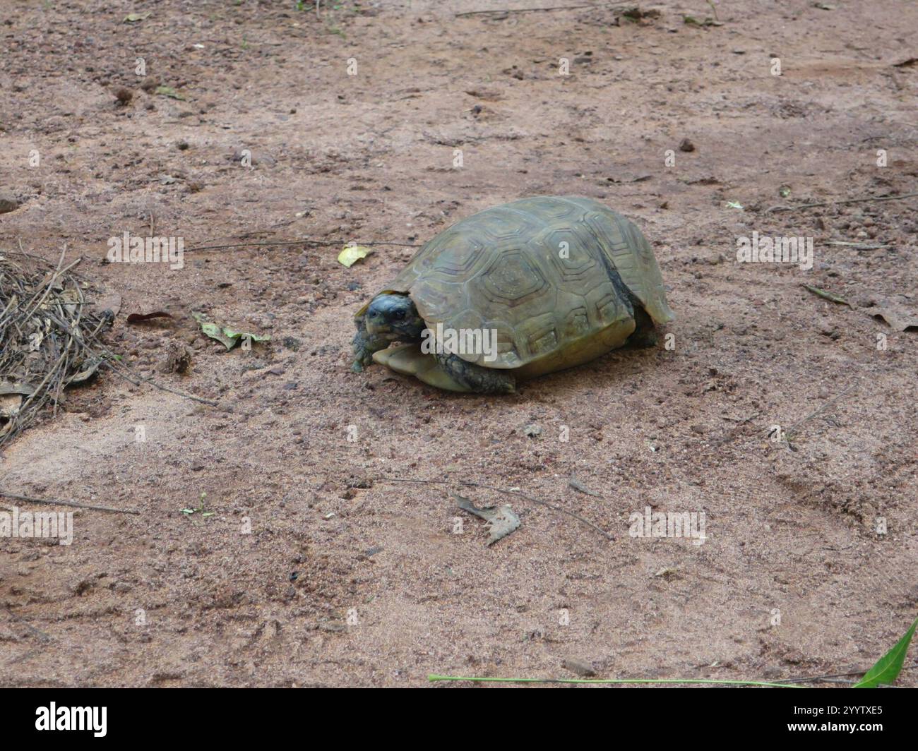Western hinge-back tortoise (Kinixys nogueyi Stock Photo - Alamy