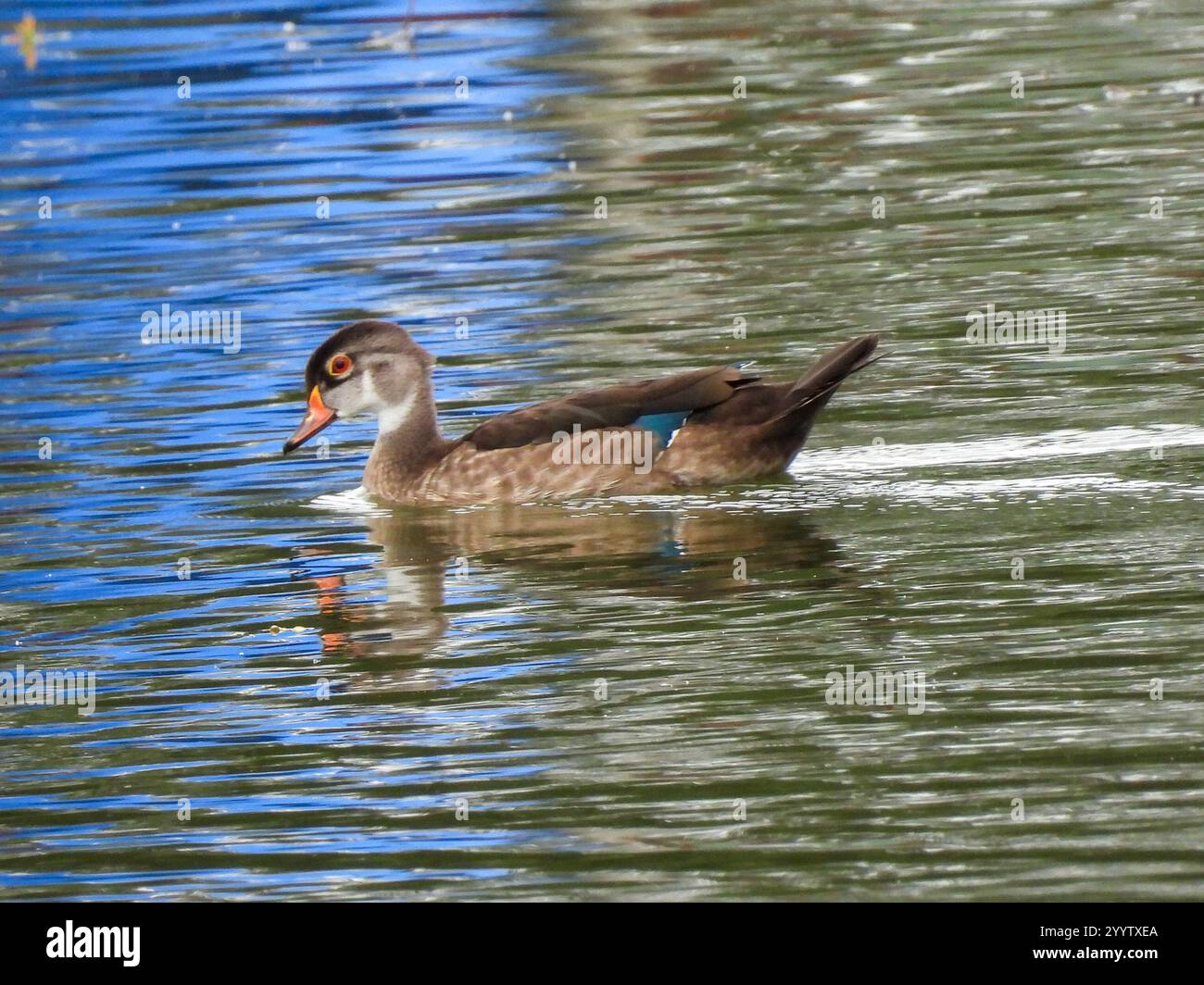 Wood Duck (Aix sponsa Stock Photo - Alamy