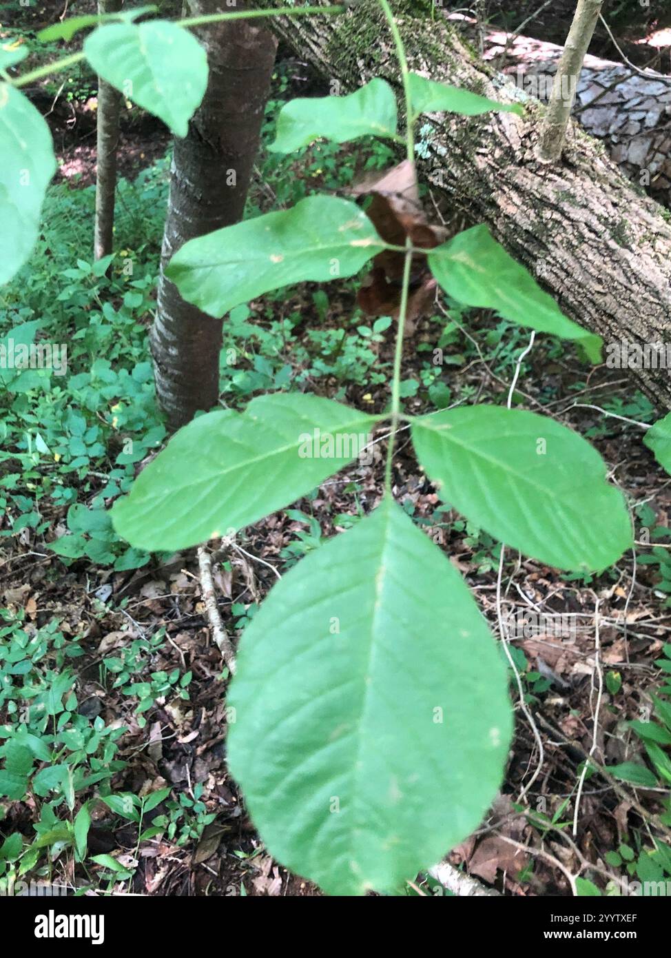 white ash (Fraxinus americana Stock Photo - Alamy