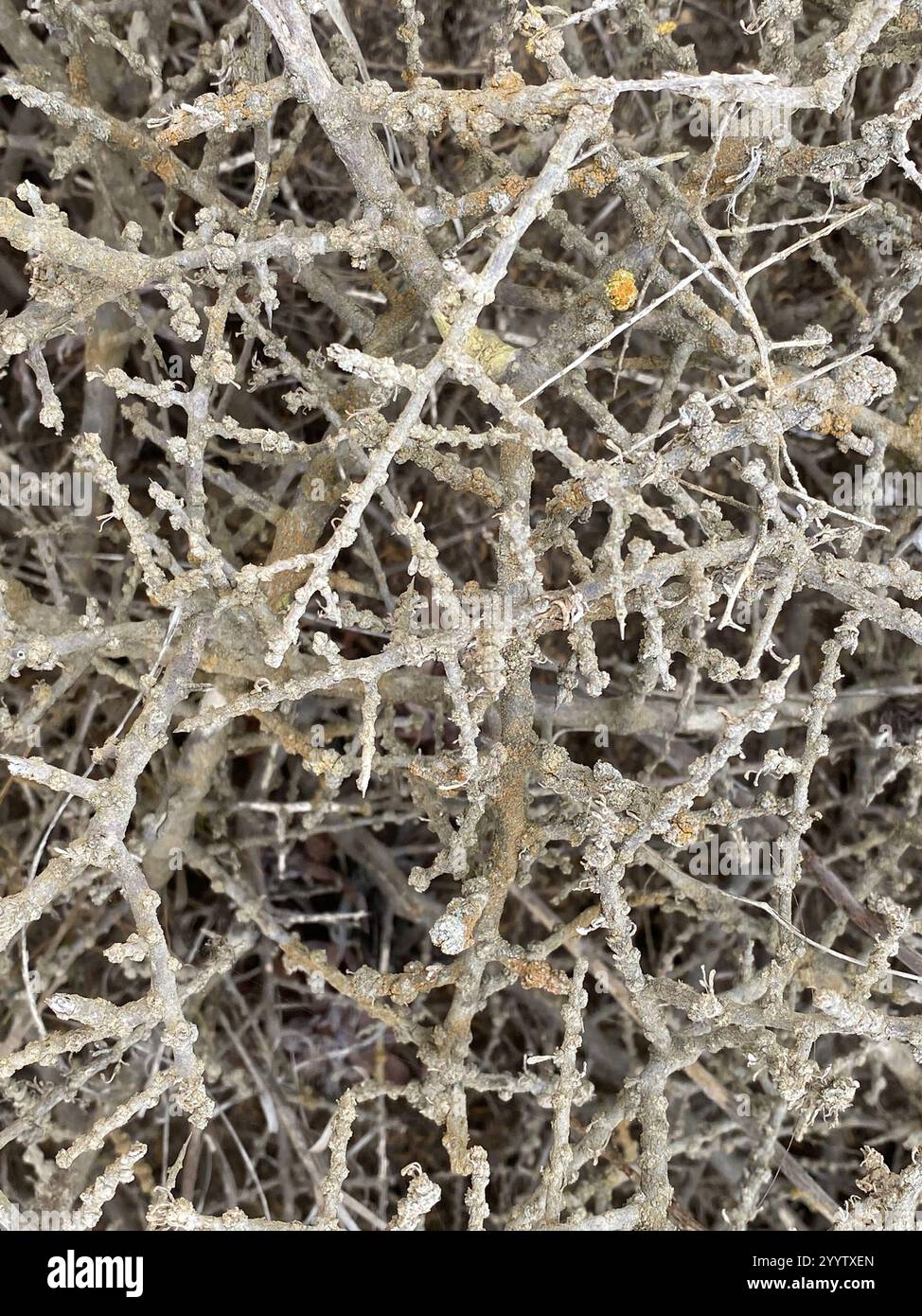 California boxthorn (Lycium californicum Stock Photo - Alamy