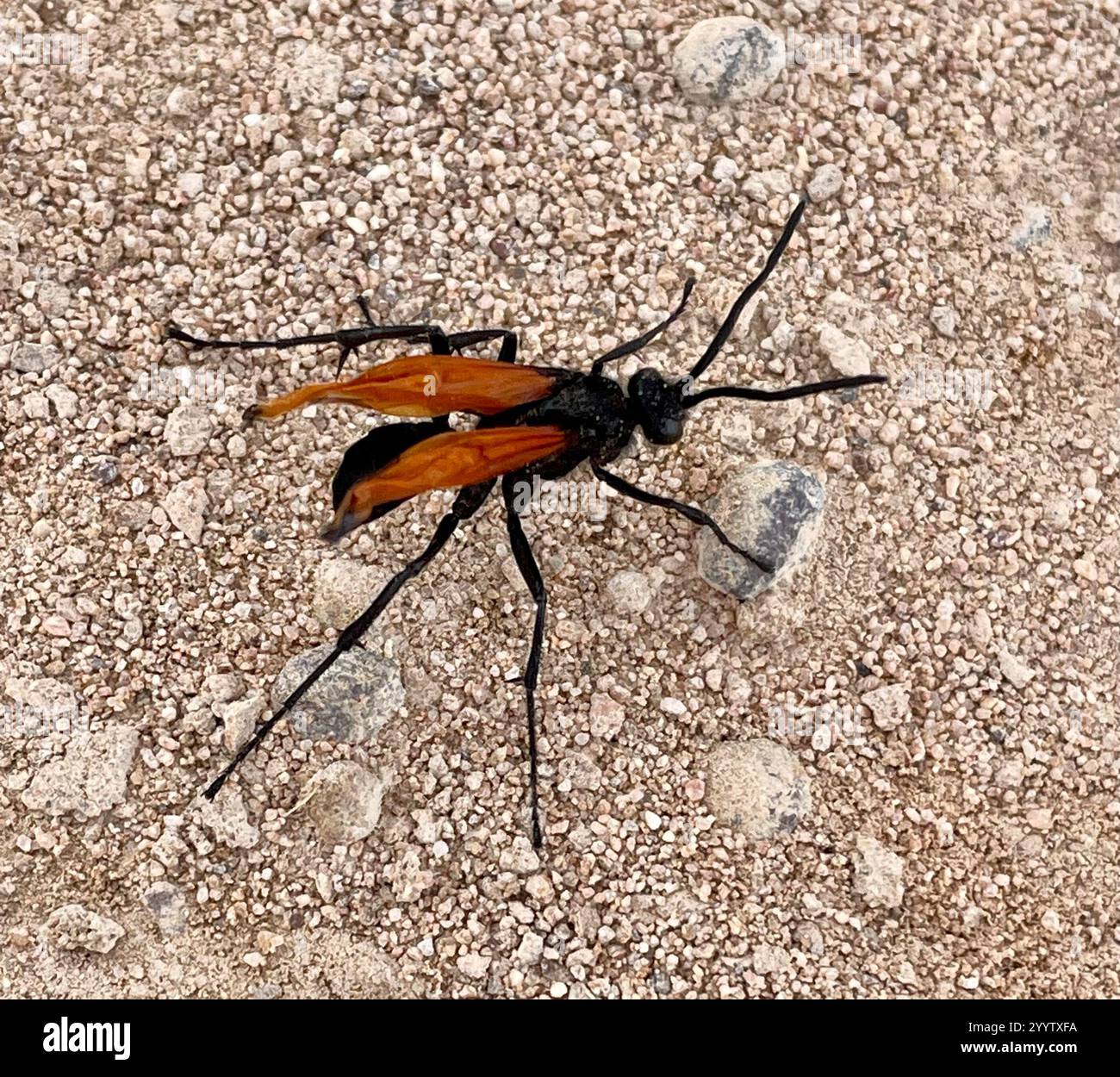 Milde's Tarantula-hawk Wasp (Pepsis mildei Stock Photo - Alamy