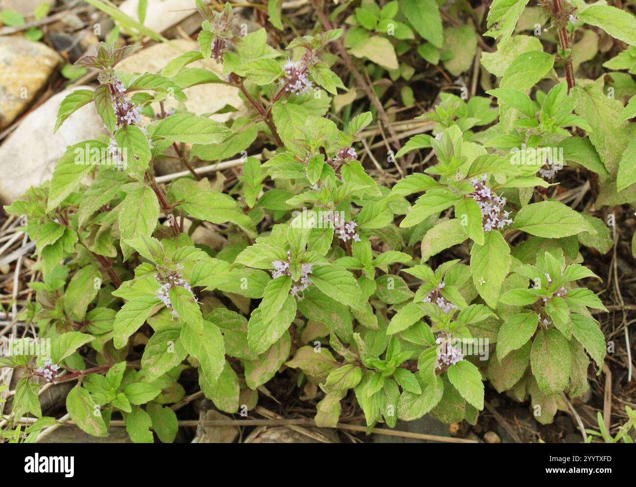 corn mint (Mentha arvensis Stock Photo - Alamy