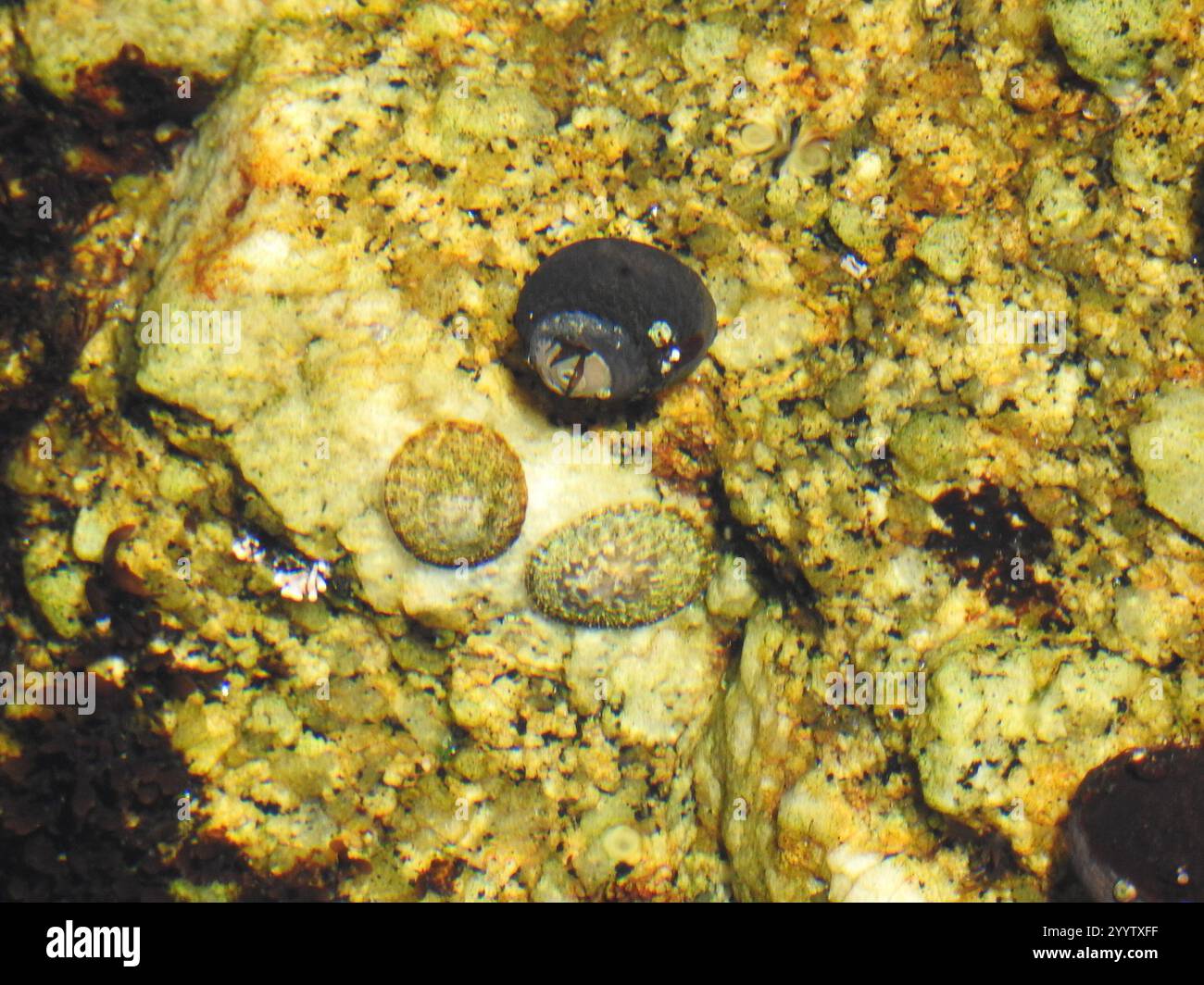 Black Tegula (Tegula funebralis Stock Photo - Alamy