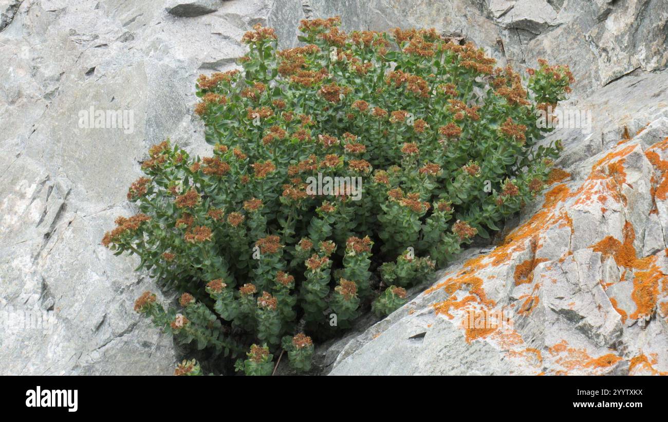 Roseroot (Rhodiola rosea Stock Photo - Alamy
