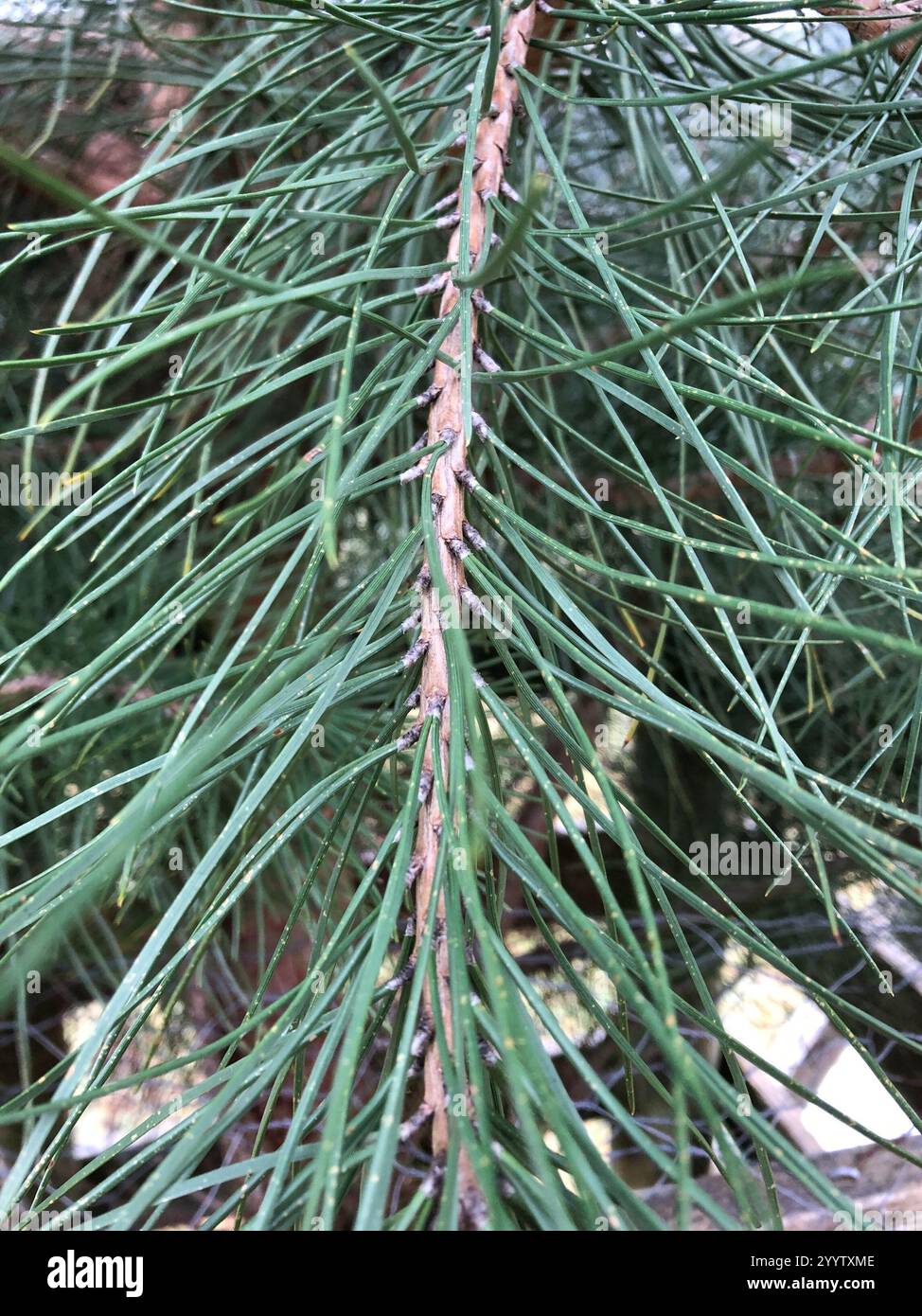 hard pines (Pinus Stock Photo - Alamy