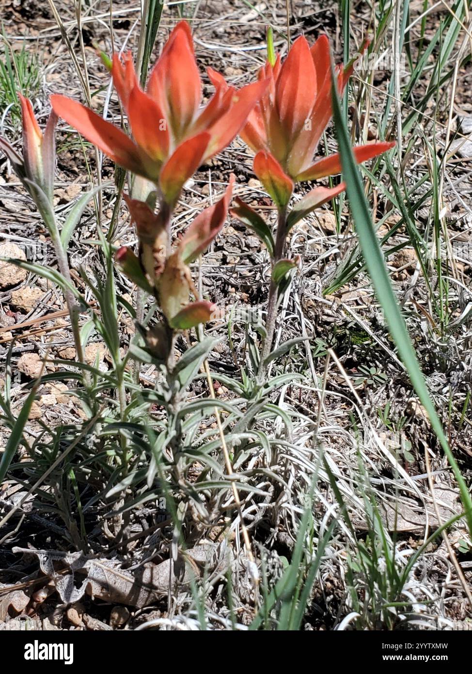 Wholeleaf Paintbrush (Castilleja integra Stock Photo - Alamy