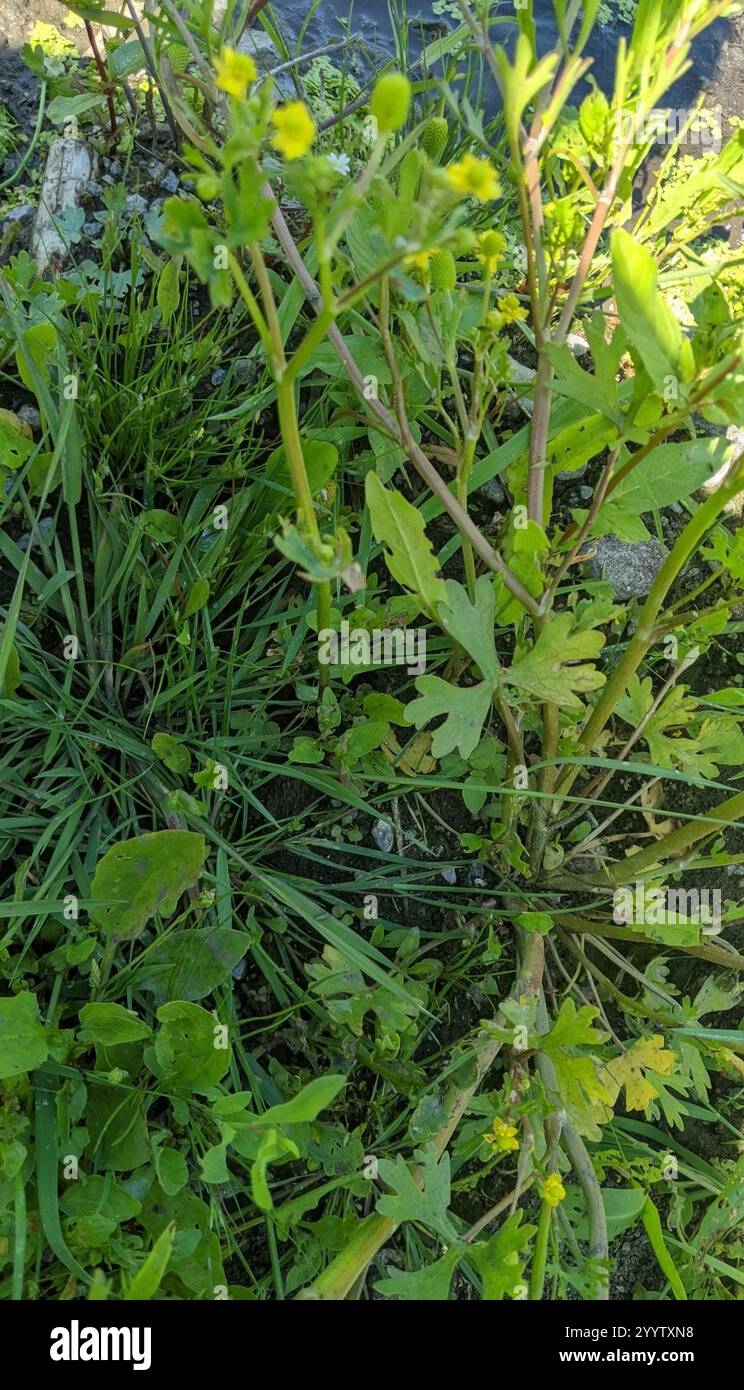 cursed crowfoot (Ranunculus sceleratus Stock Photo - Alamy