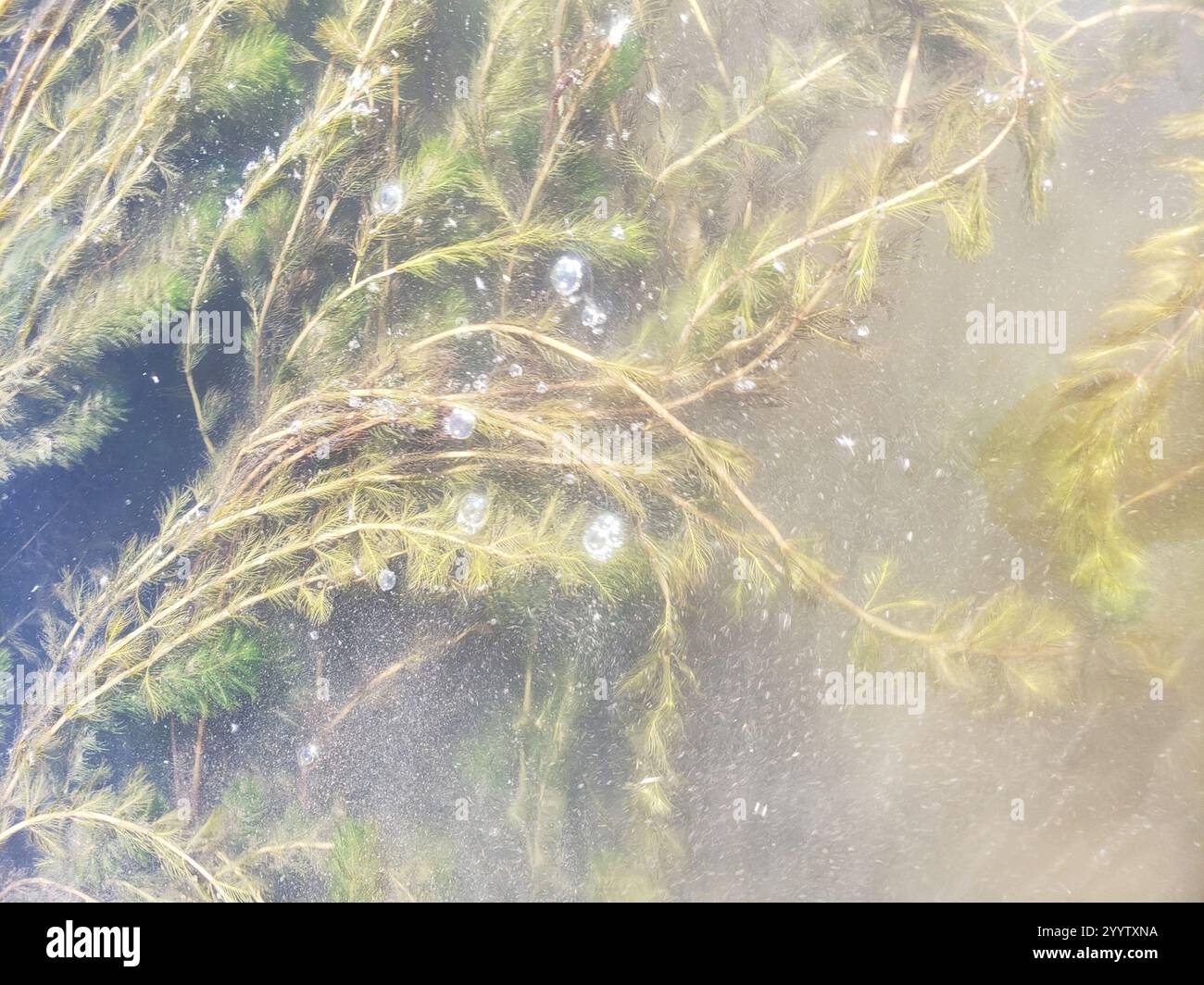 Eurasian water-milfoil (Myriophyllum spicatum Stock Photo - Alamy