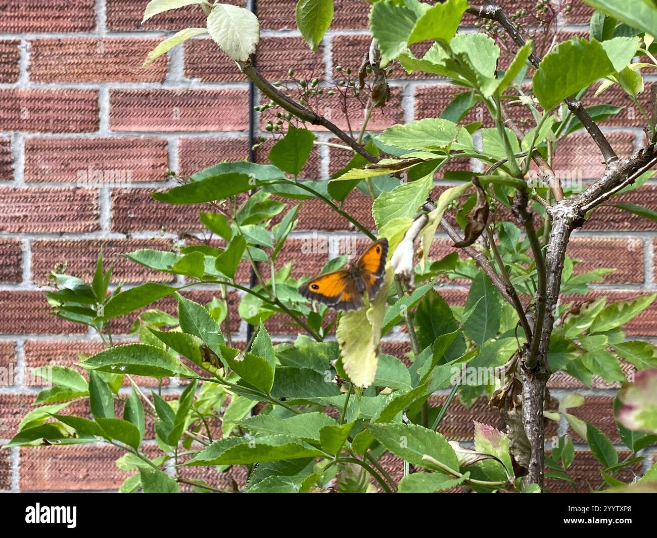 Gatekeeper (Pyronia tithonus Stock Photo - Alamy