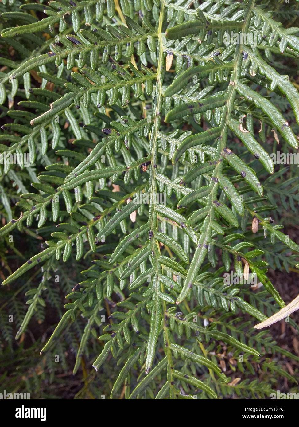 Austral Bracken (Pteridium esculentum Stock Photo - Alamy