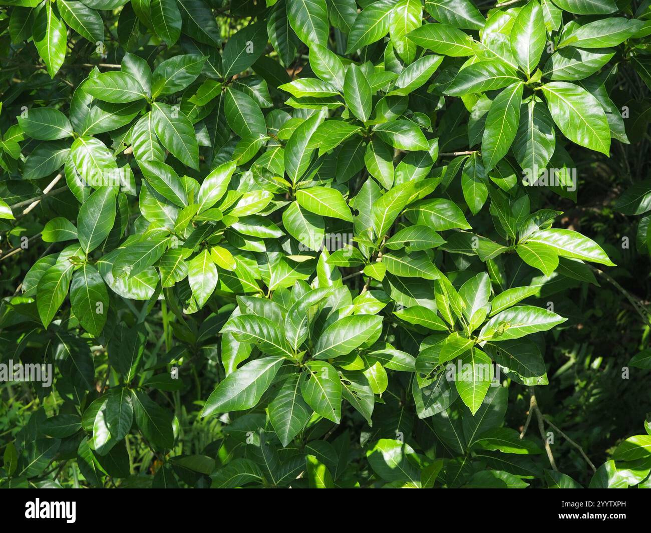 Hauili fig tree (Ficus septica Stock Photo - Alamy