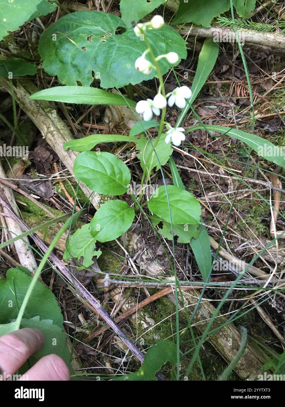 shinleaf (Pyrola elliptica Stock Photo - Alamy