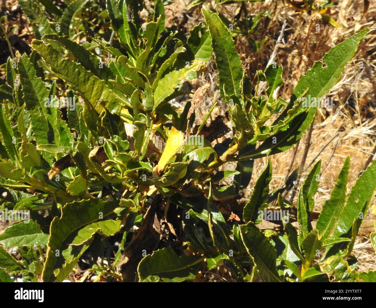 California yerba santa (Eriodictyon californicum Stock Photo - Alamy