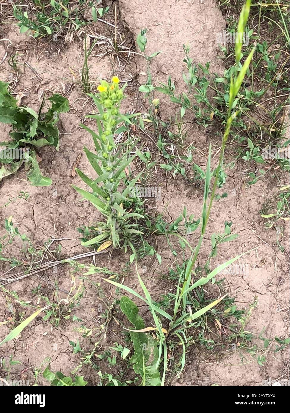 mountain tarweed (Madia glomerata Stock Photo - Alamy
