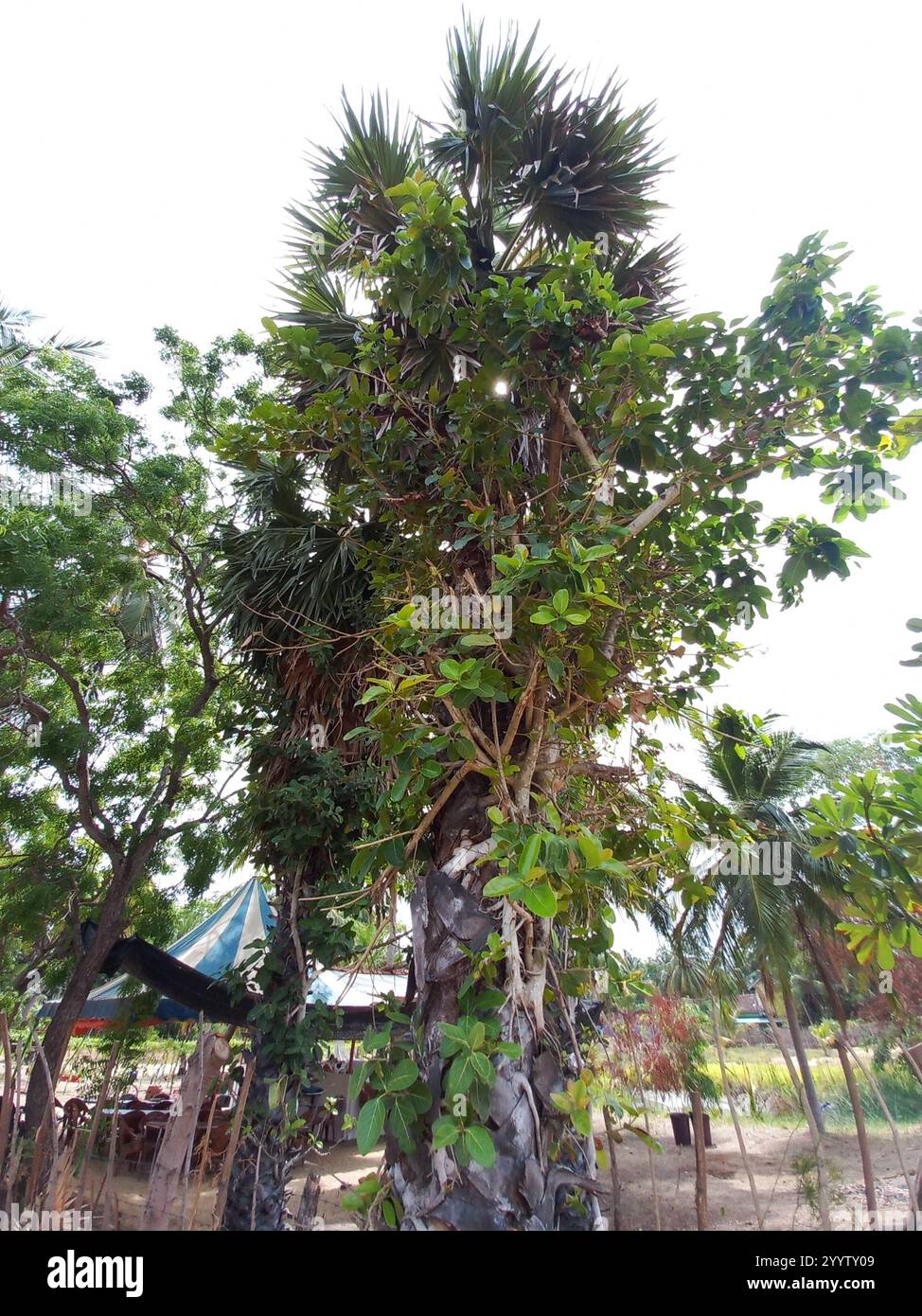 Indian banyan (Ficus benghalensis Stock Photo - Alamy