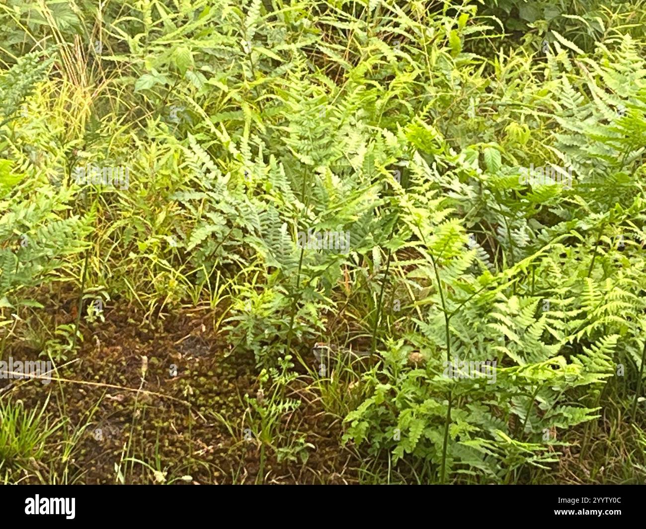 Chipping Sparrow (Spizella passerina Stock Photo - Alamy