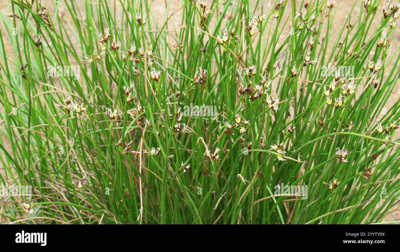 Arctic Rush (Juncus arcticus Stock Photo - Alamy