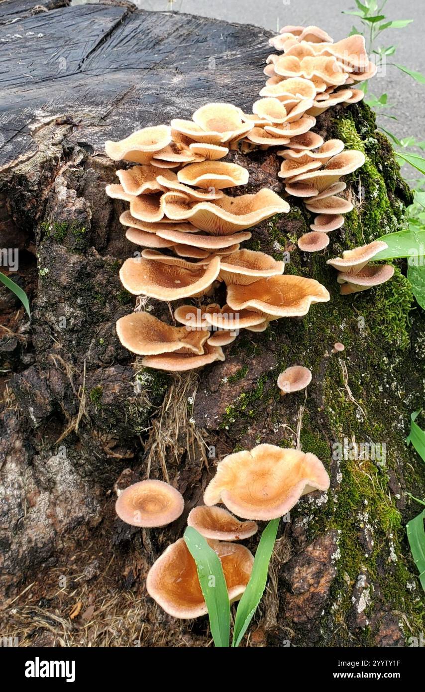Hairy Oyster Mushroom (Panus lecomtei Stock Photo - Alamy