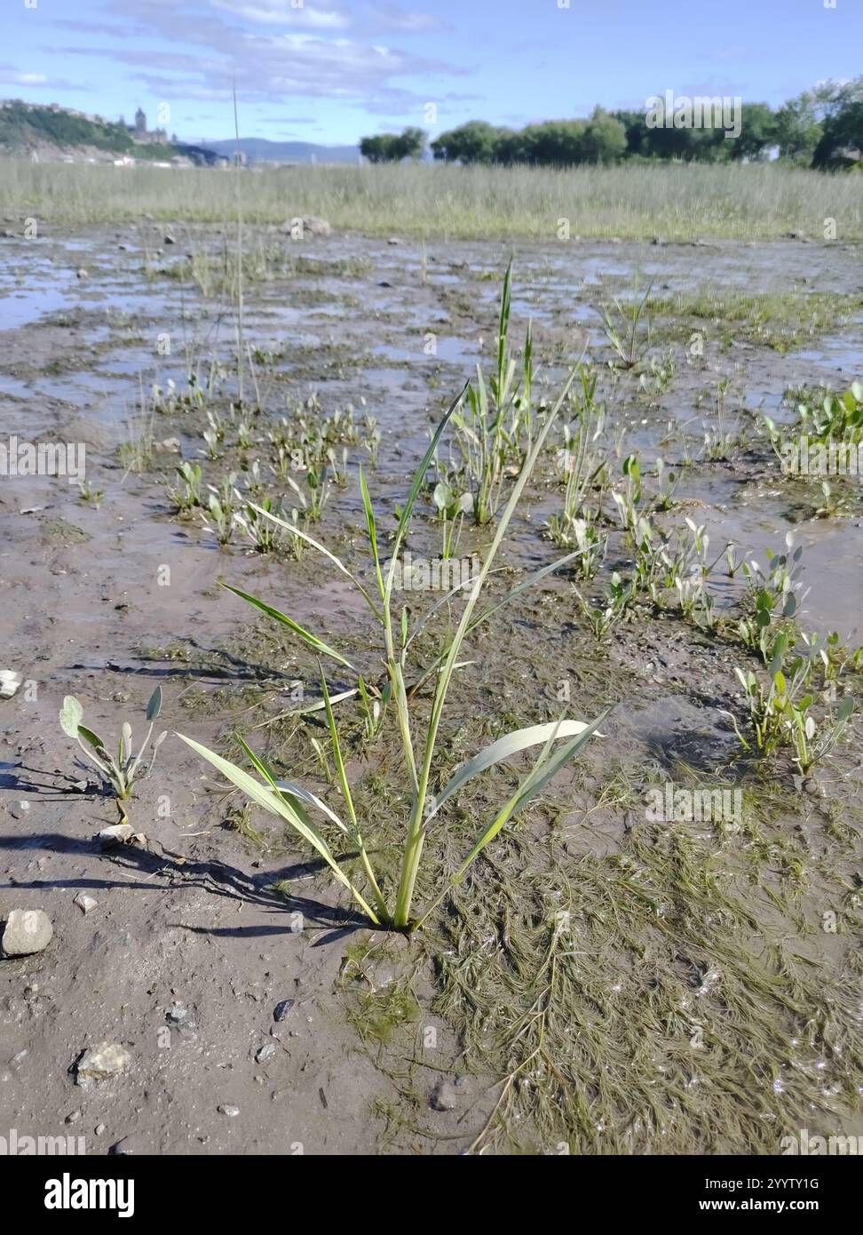 eastern wild rice (Zizania aquatica brevis Stock Photo - Alamy