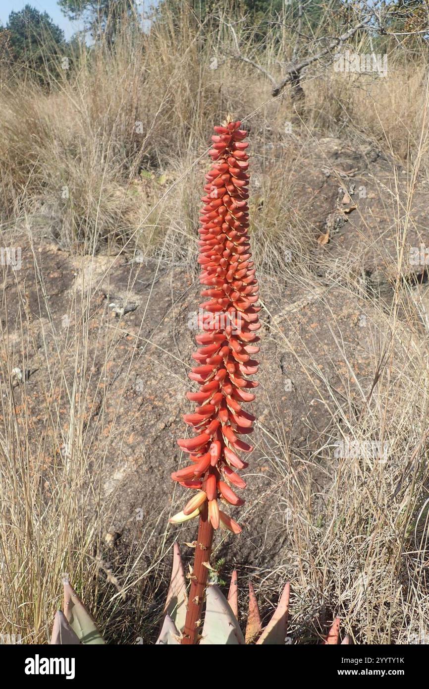 Aloe petricola hi-res stock photography and images - Alamy