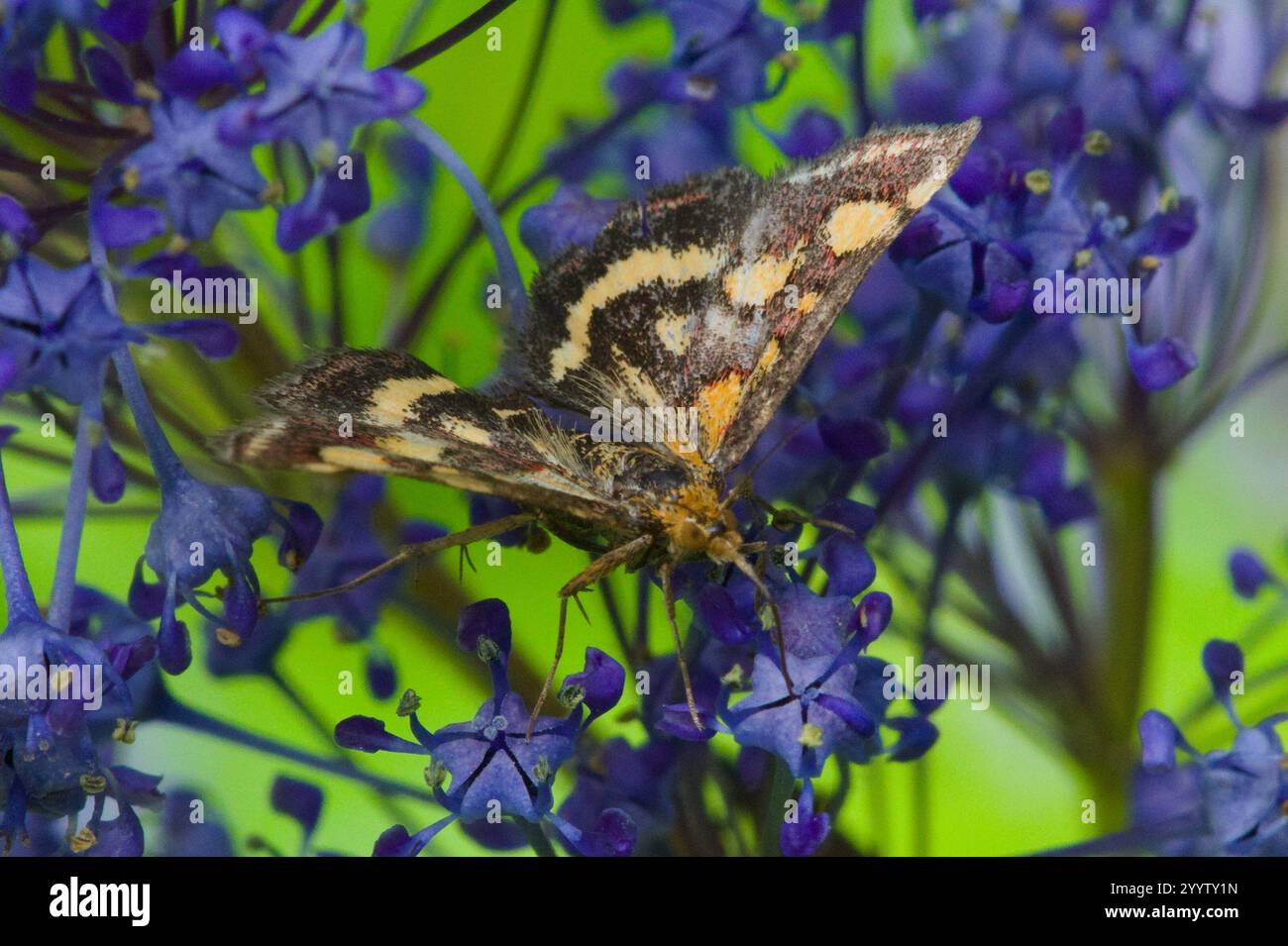 Common Crimson-and-gold Moth (Pyrausta purpuralis Stock Photo - Alamy