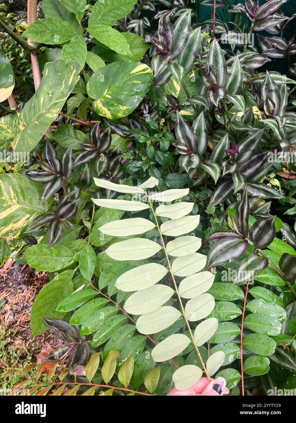Paradise Tree (Simarouba glauca Stock Photo - Alamy