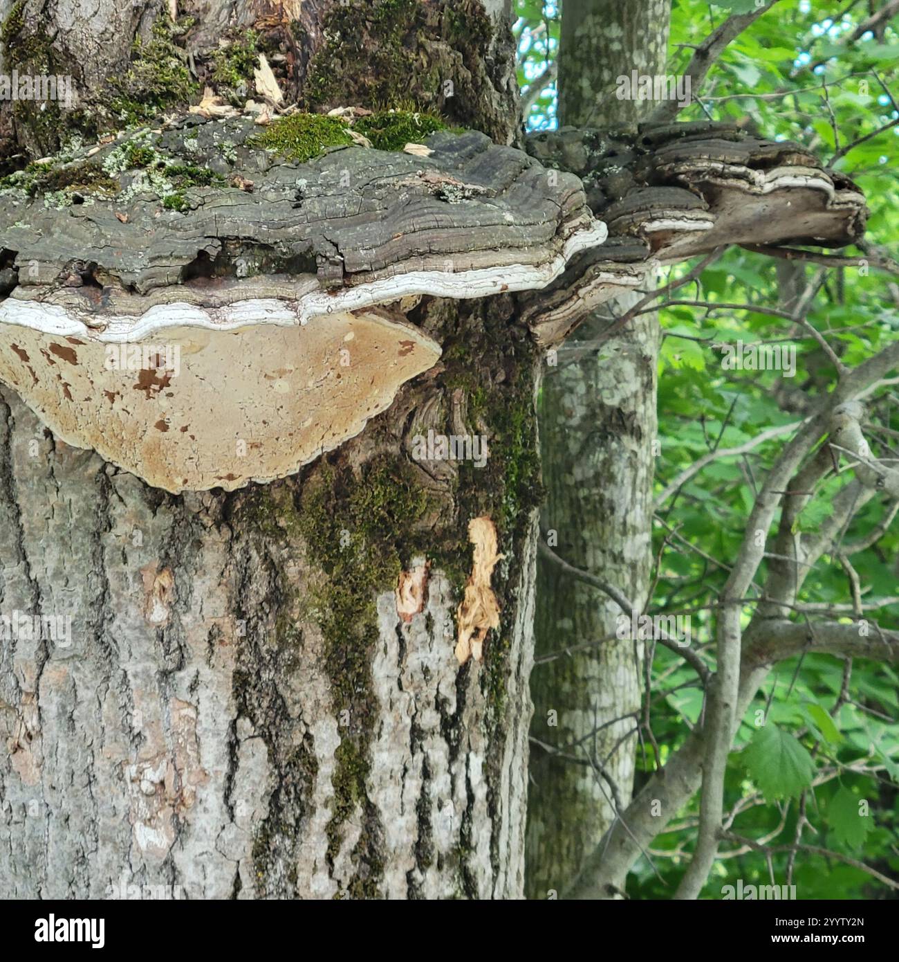 Willow Bracket (Phellinus igniarius Stock Photo - Alamy