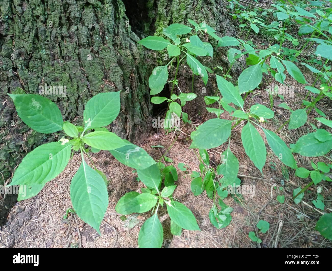 small balsam (Impatiens parviflora Stock Photo - Alamy